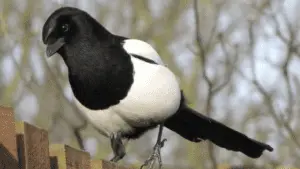 How To Effectively Scare And Keep Magpies Away