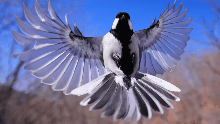 How To Effectively Scare And Keep Magpies Away