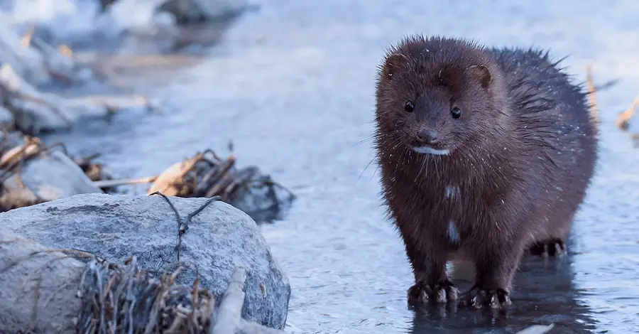 5 Ways To Protect Your Chickens From Minks