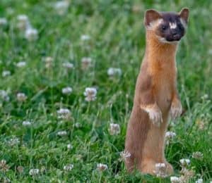 7 Ways To Protect Your Chickens From Weasels