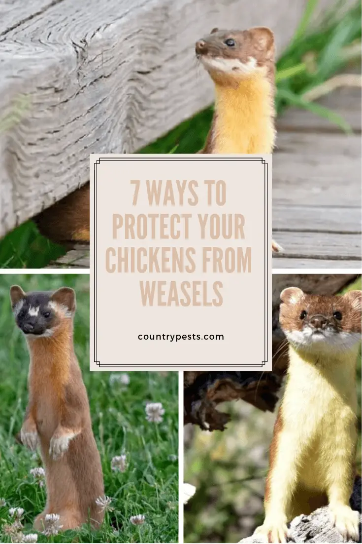 7 Ways To Protect Your Chickens From Weasels