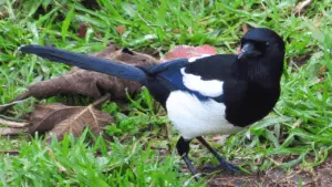 How To Effectively Scare And Keep Magpies Away