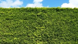 21 Easy Ways To Keep Deer Away From Your Yard, Flowers, & Garden