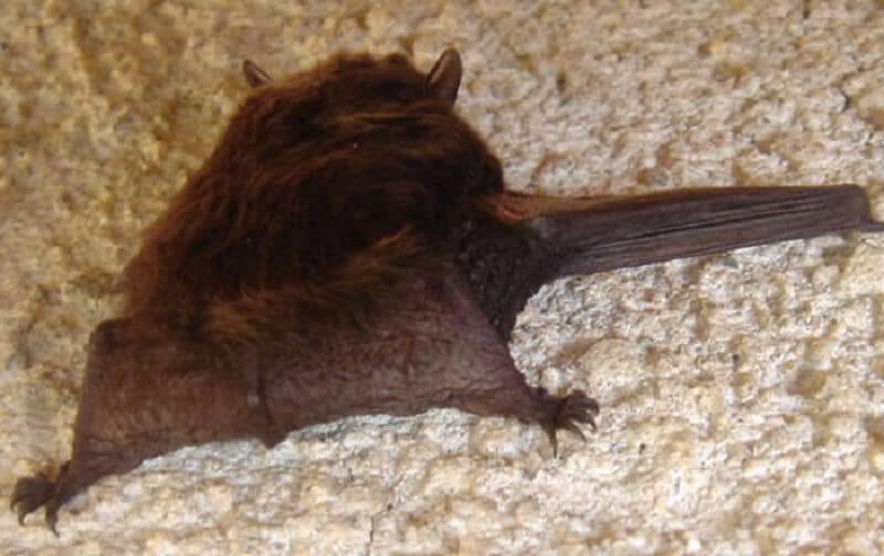 How To Keep Bats Away And Get Rid Of Them