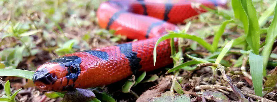 How To Keep Snakes Away From Chickens, Eggs, And Coops