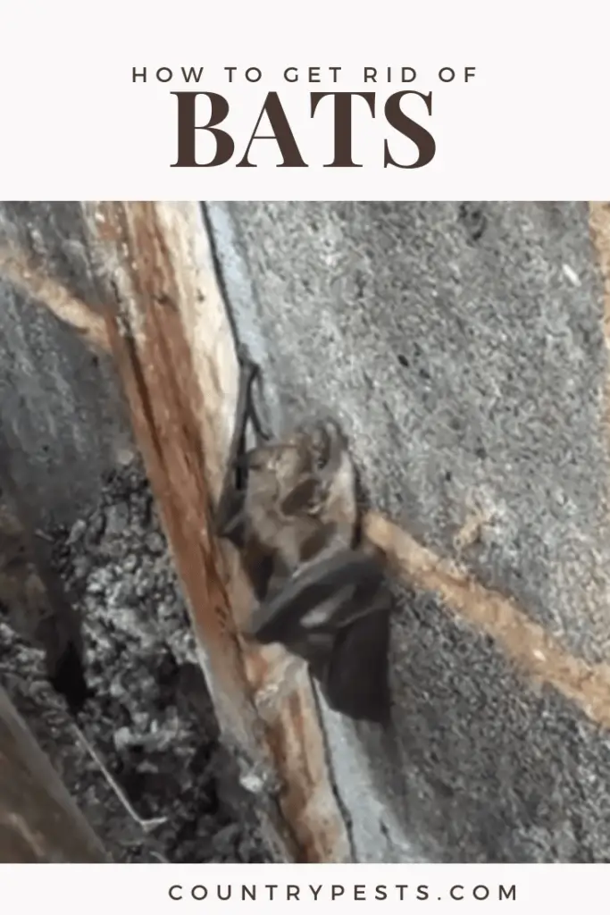 How To Get Rid Of Bats: The Complete Guide