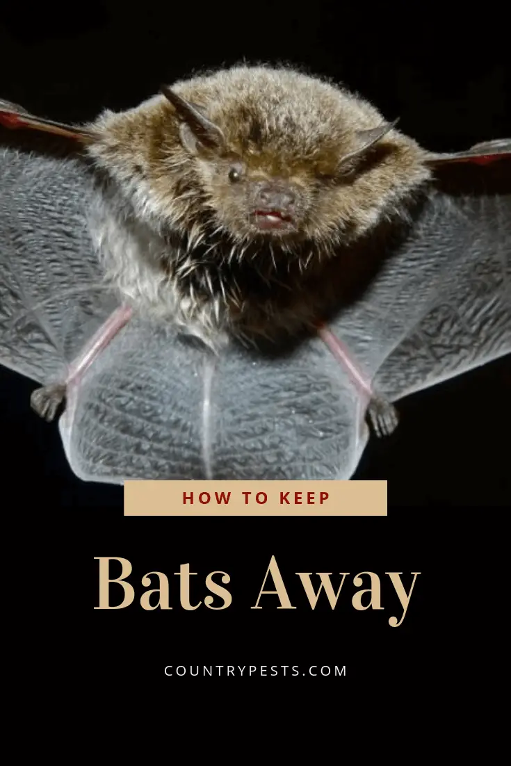 How To Keep Bats Away And Get Rid Of Them