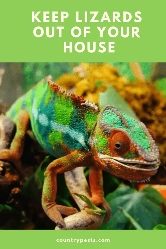 Get Rid Of Lizards And Keep Them Away (House, Porch & Patio)