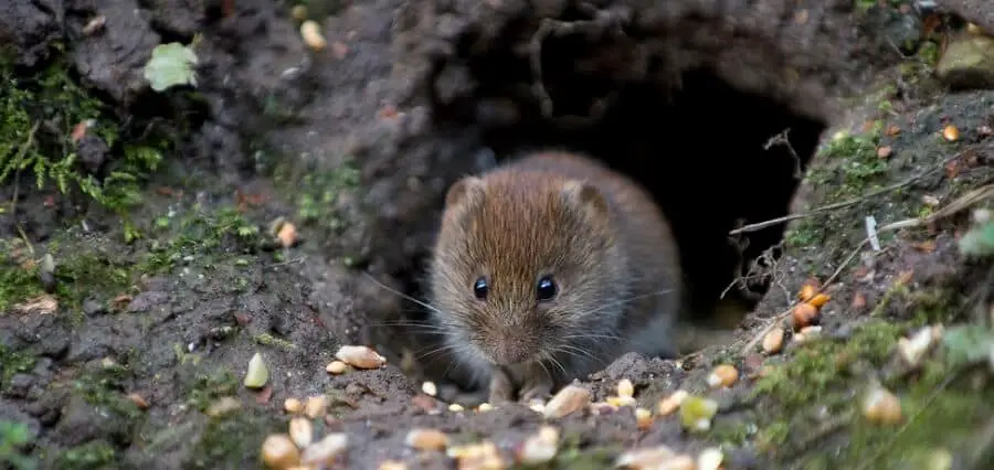 How To Stop A Vole Problem, No Matter Where You Live
