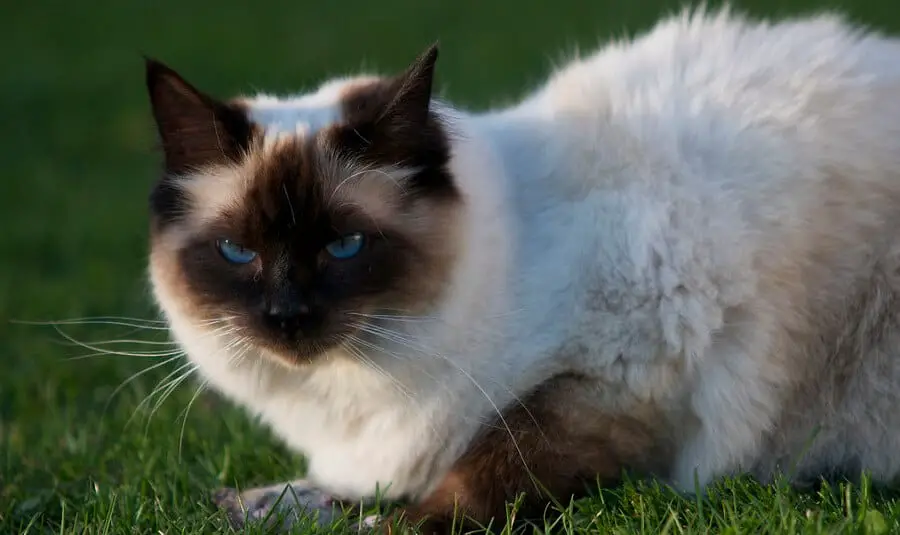 How To Stop A Vole Problem, No Matter Where You Live