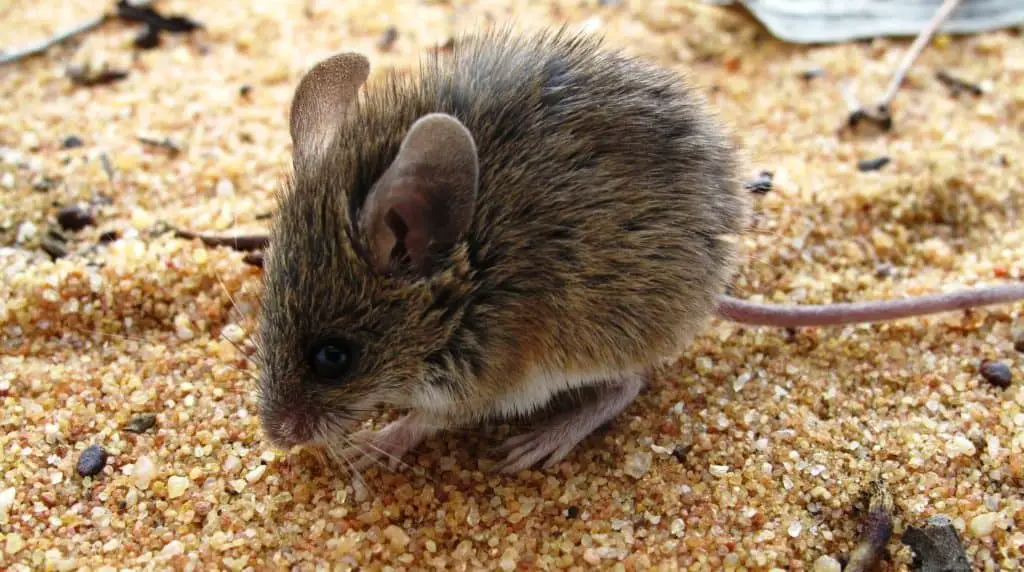 How to Tell if Mouse Droppings are Fresh?